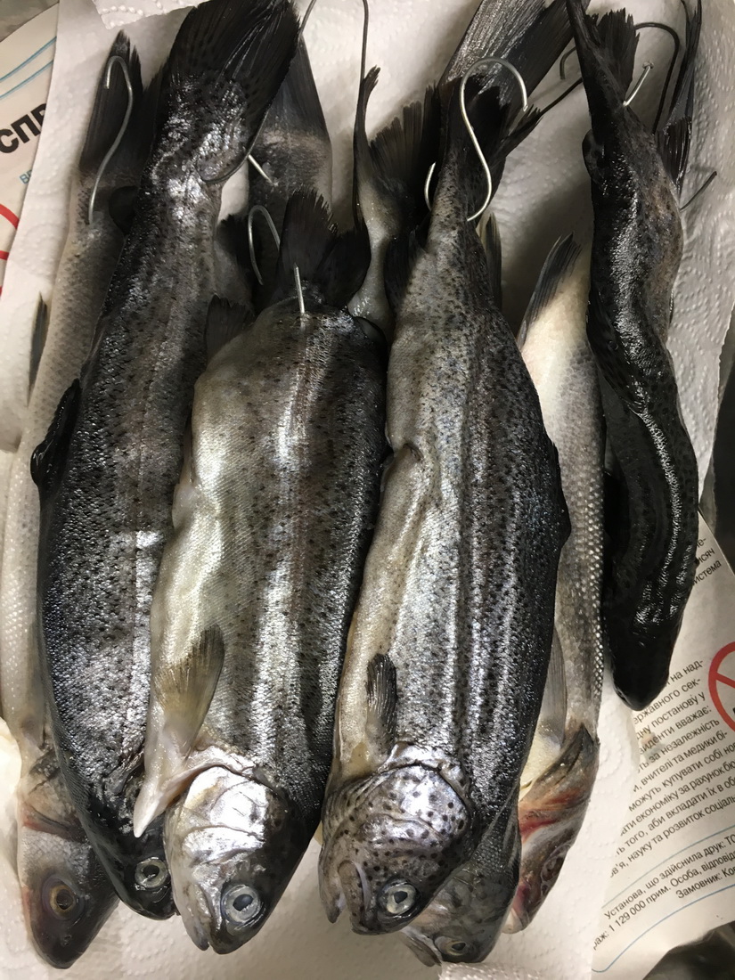 Overview Akuma 450 Dehydrator Dryer - TM Broody